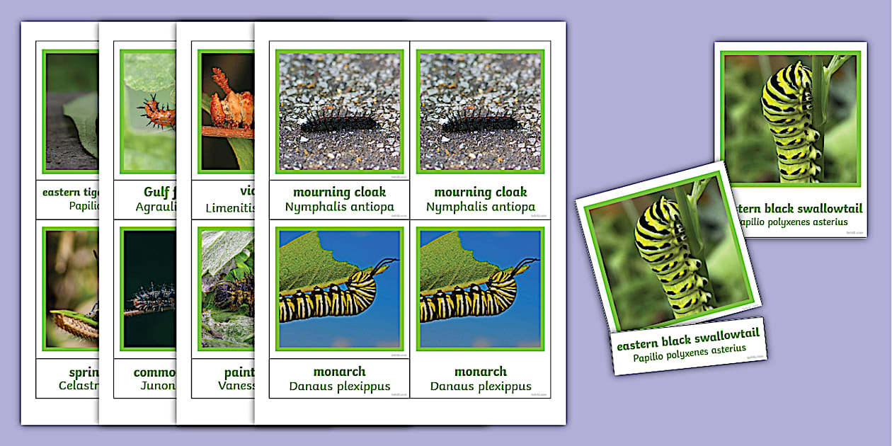 Caterpillars VocabThree-Part Matching Cards (Teacher-Made)