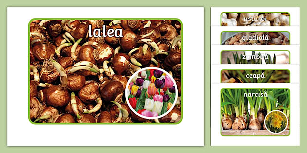 Bulbi de flori – Planșe (Teacher-Made) - Twinkl