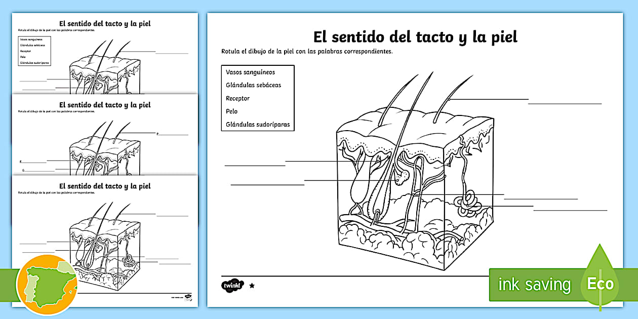 Higher Ability Ficha de unir con flechas: El sentido del tacto y la piel