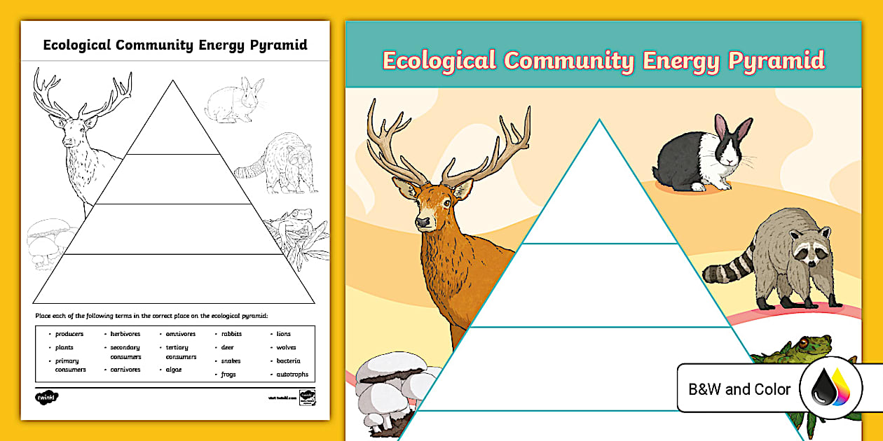 Energy Pyramid Practice Worksheet | Ecosystems | Twinkl USA