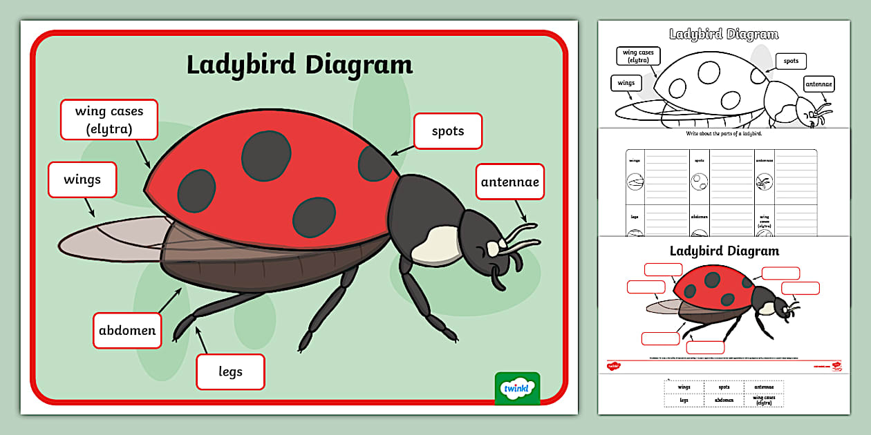 Ladybird Diagram Activity Pack (teacher made) - Twinkl
