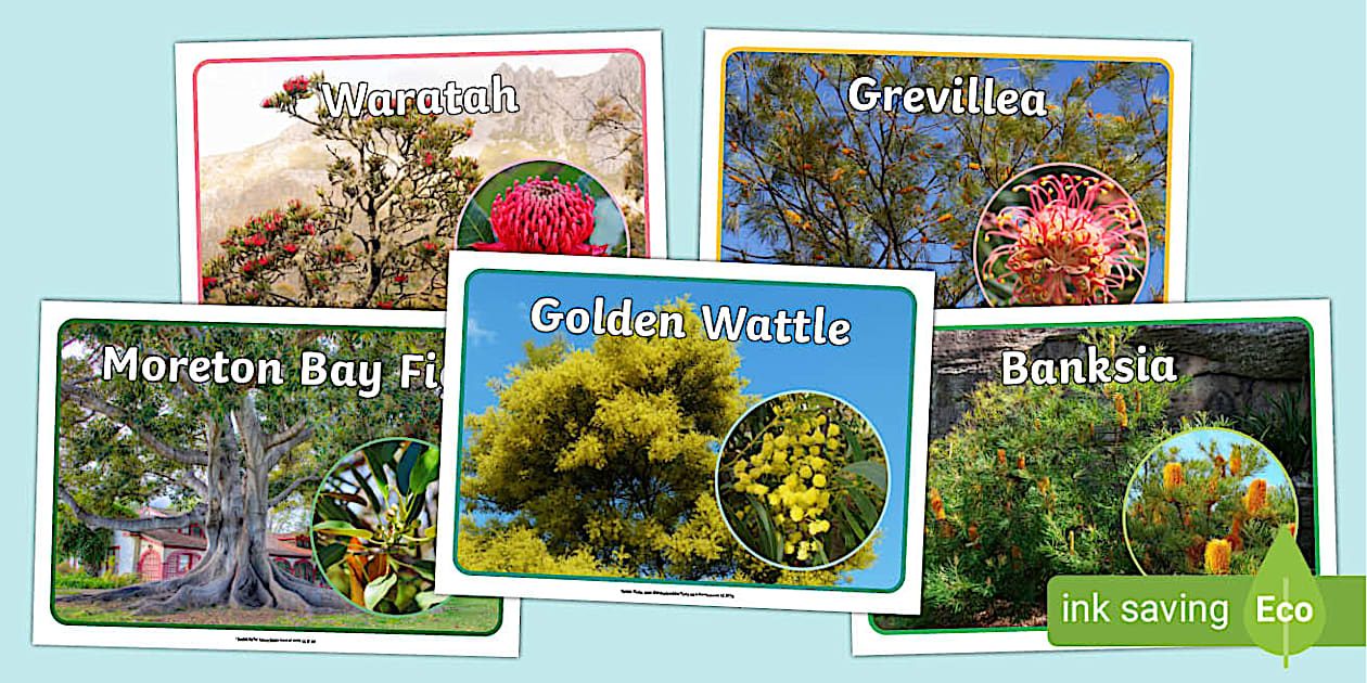 National Tree Day Images (teacher made) - Twinkl