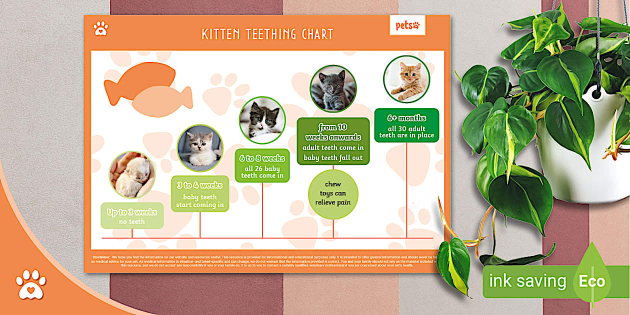Kitten Teething Chart - Cat Teething Chart - Twinkl Pets