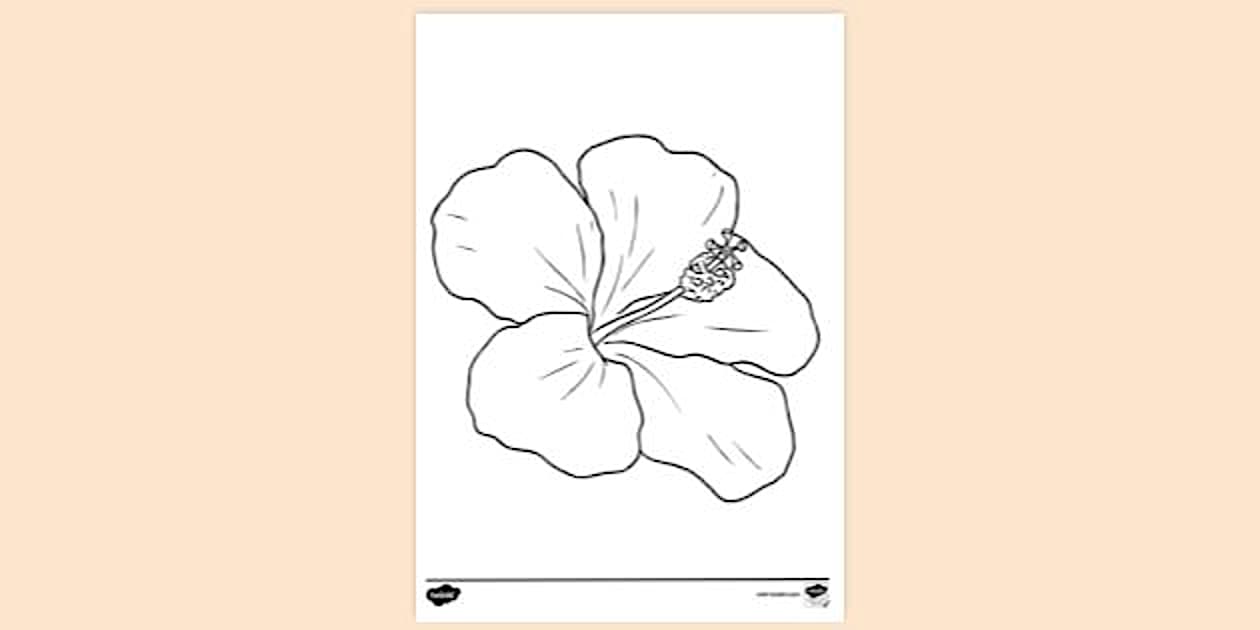 Hibiscus Flower Colouring Sheet | Colouring Sheets