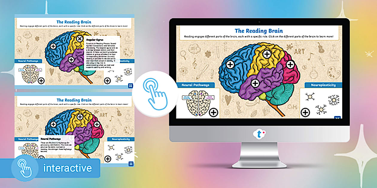 The Reading Brain: An Interactive Infographic (teacher made)