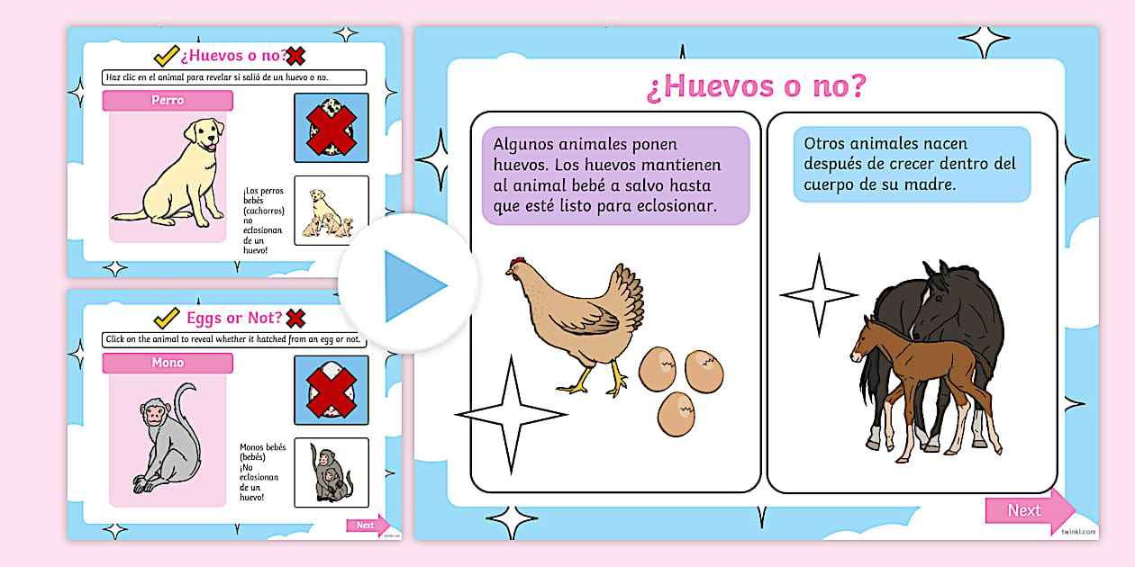 Powerpoint: ¿Pone huevos o no? | Twinkl (teacher made)