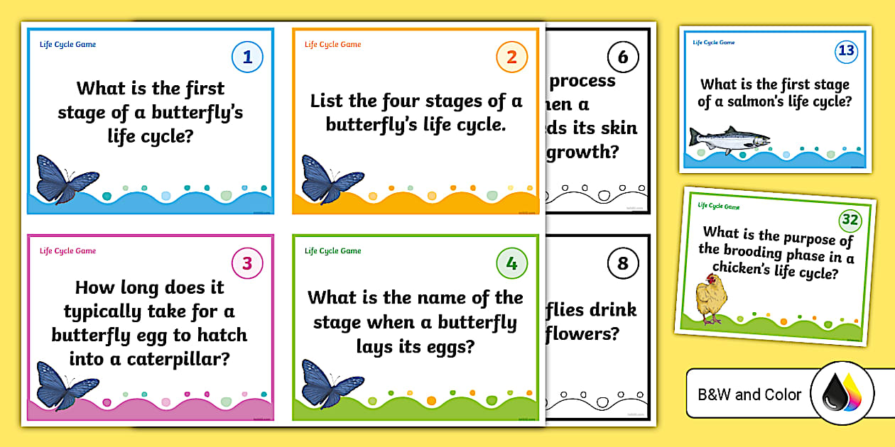 Third Grade Animal Life Cycles Game (Teacher-Made) - Twinkl