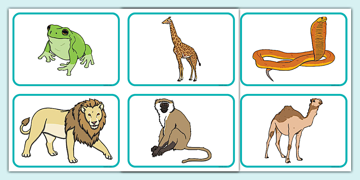 Zoo Animal Picture Cards (teacher made) - Twinkl