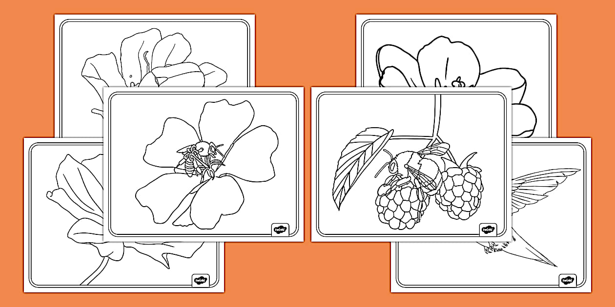 Pollination Coloring Pages | Art Resource | Twinkl USA