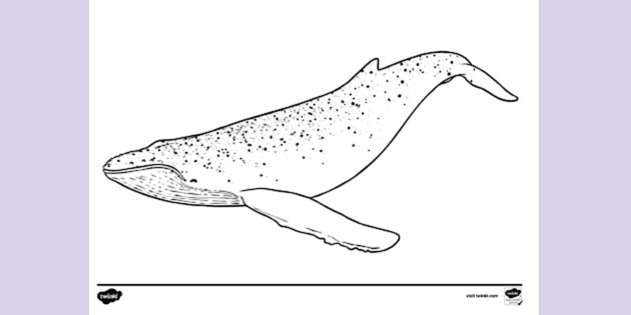 Whale Colouring Sheet | Primary Resources (teacher made)