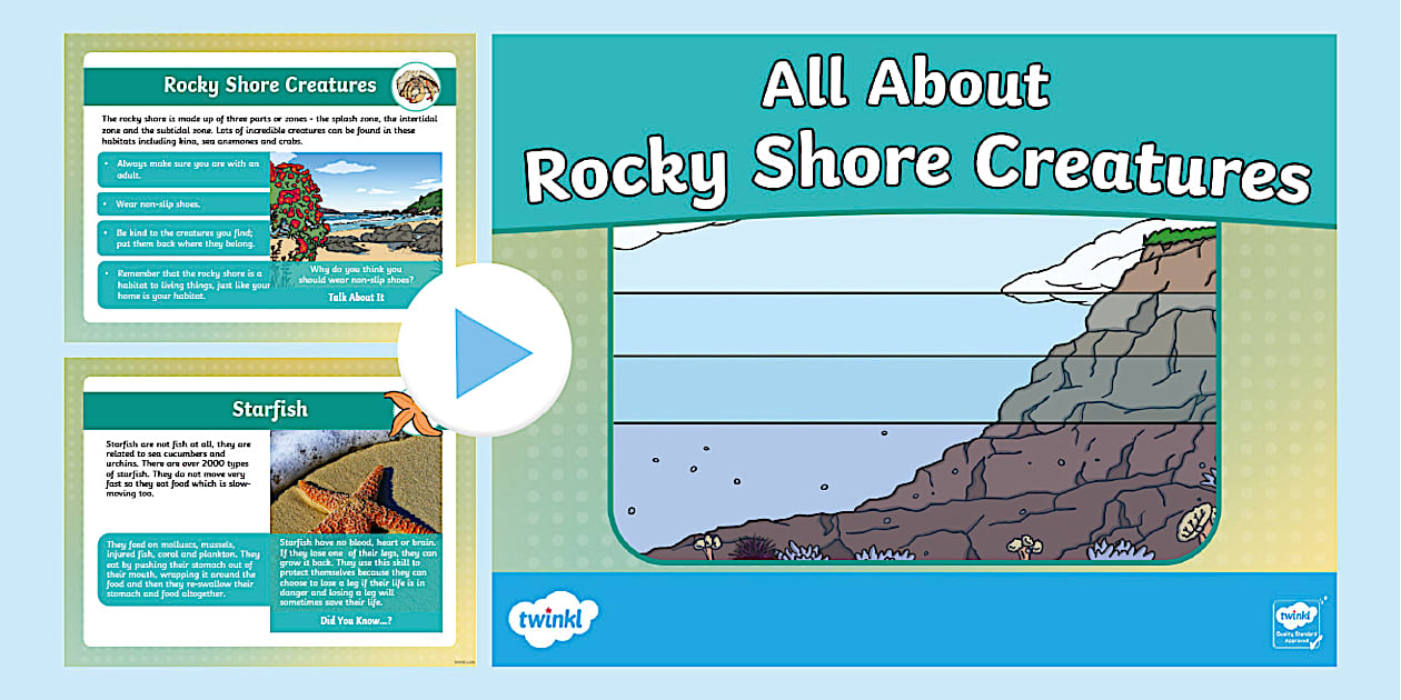 Rocky Shore Creatures Presentation - Years 0-2 - Twinkl NZ