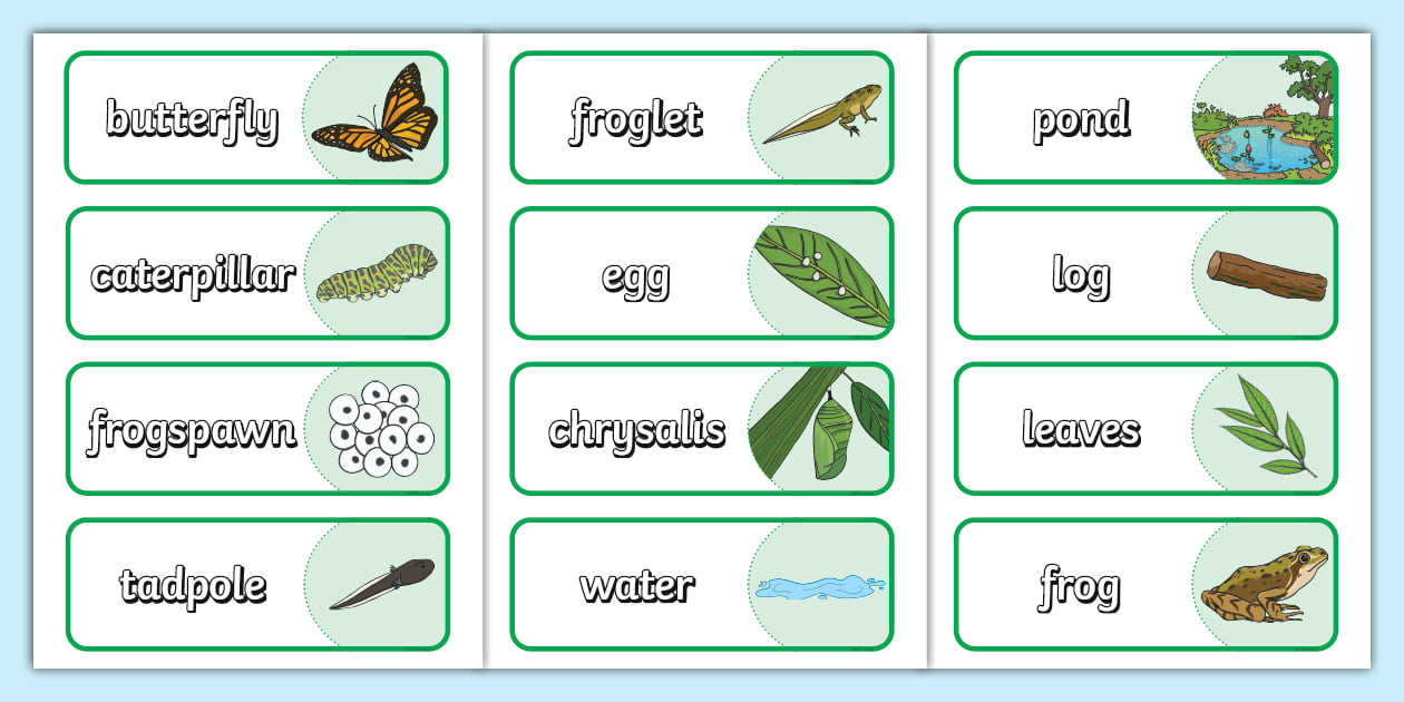 Life Cycle Word Cards (teacher made) - Twinkl