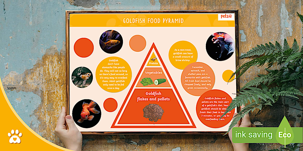 Goldfish Food Pyramid - Display Poster - Fish - Twinkl Pets