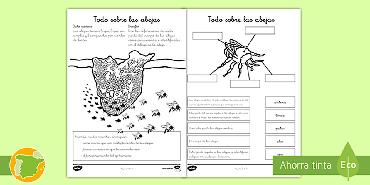 Ficha de actividad: Todo sobre las abejas (Teacher-Made)