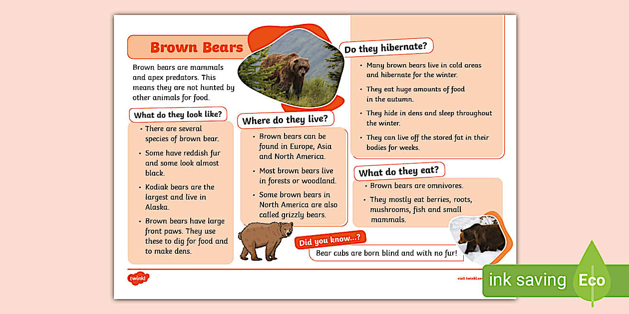 KS1 Brown Bear Fact File - Animals - Mammals (teacher made)