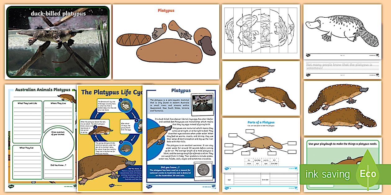NSW Australian Animals Platypus Resource Pack - Twinkl