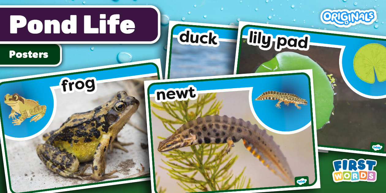 Originals First Words Posters: Pond Life