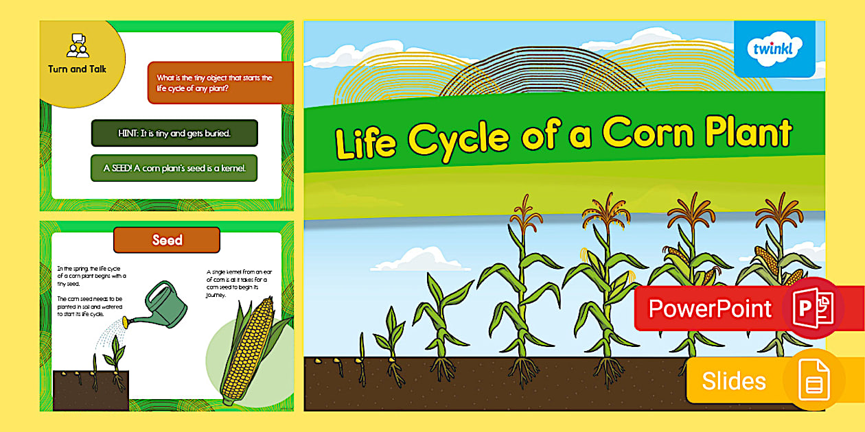 Life Cycle of a Corn Plant PowerPoint & Google Slides