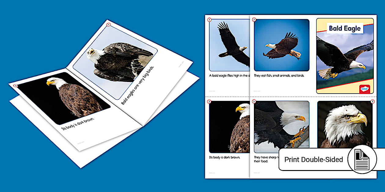 Bald Eagle Emergent Reader (teacher made) - Twinkl