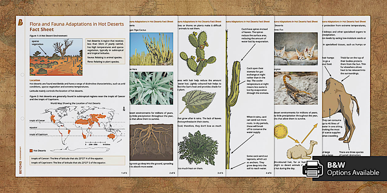 AQA Flora and Fauna Adaptations in Hot Deserts Fact Sheet