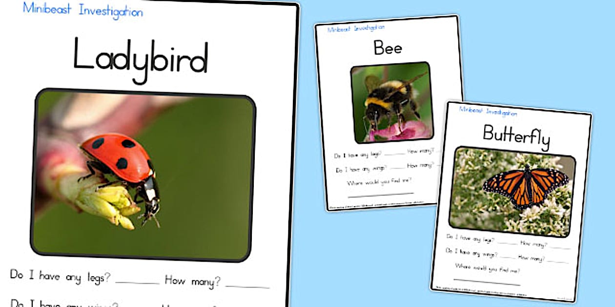 Minibeast Investigation Sheets - Twinkl