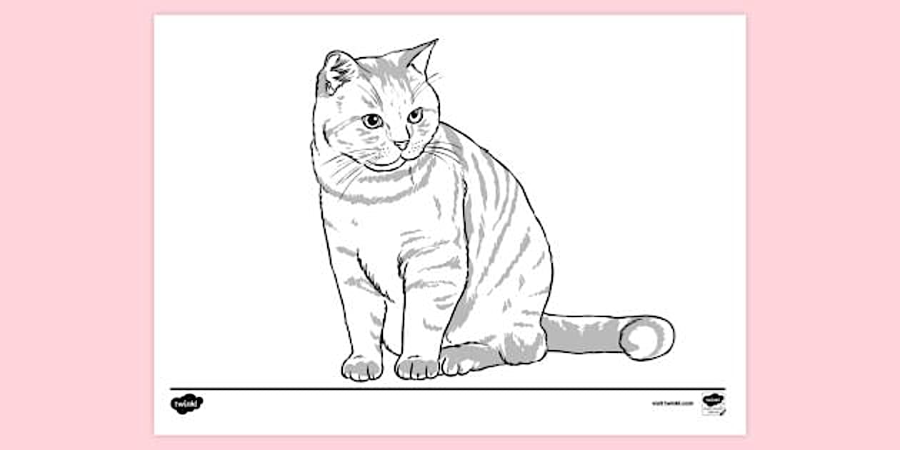 Cat Picture Colouring Sheet | Colouring Sheets - Twinkl
