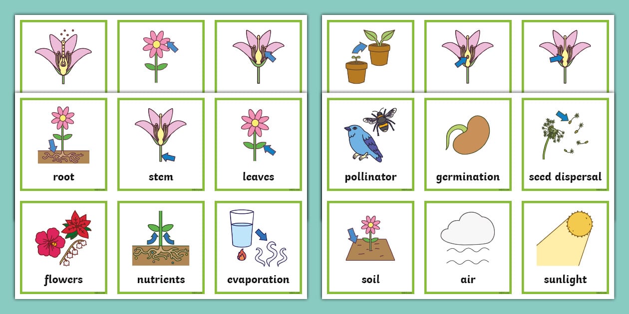Twinkl Symbols: PlanIt Science: Plants Year 3: Flashcards