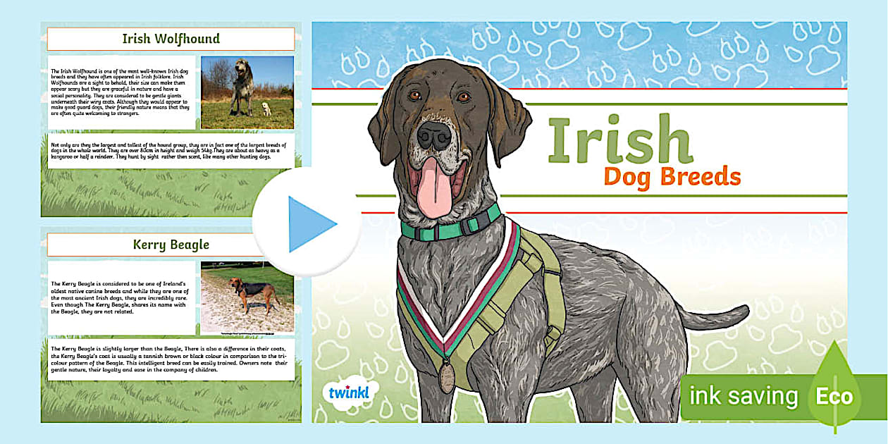 Irish Dog Breeds