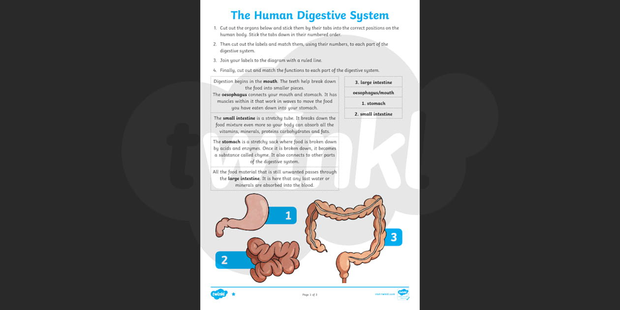 digestive system ordering activity