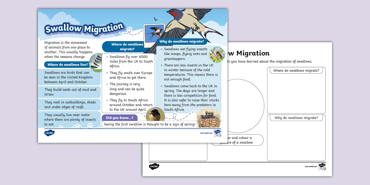 Swallow Migration Activity Pack - KS1 - Animals - Migration