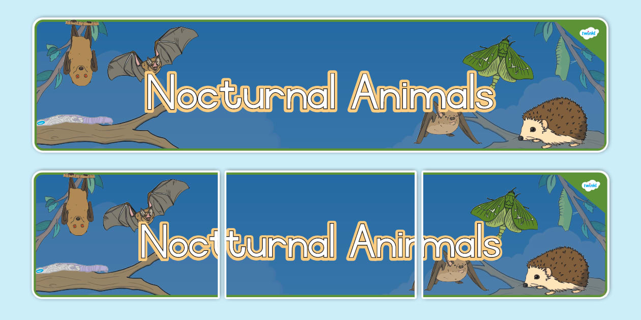 Nocturnal Animals Display Banner (teacher made) - Twinkl