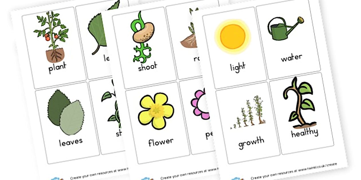 Plants Vocabulary Cards (teacher made) - Twinkl