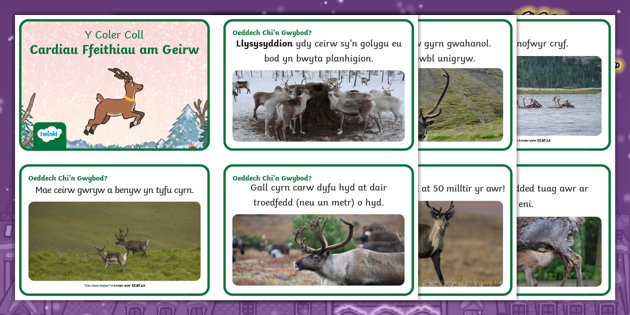 Y Coler Coll: Cardiau Ffeithiau Hynod am Geirw - Twinkl