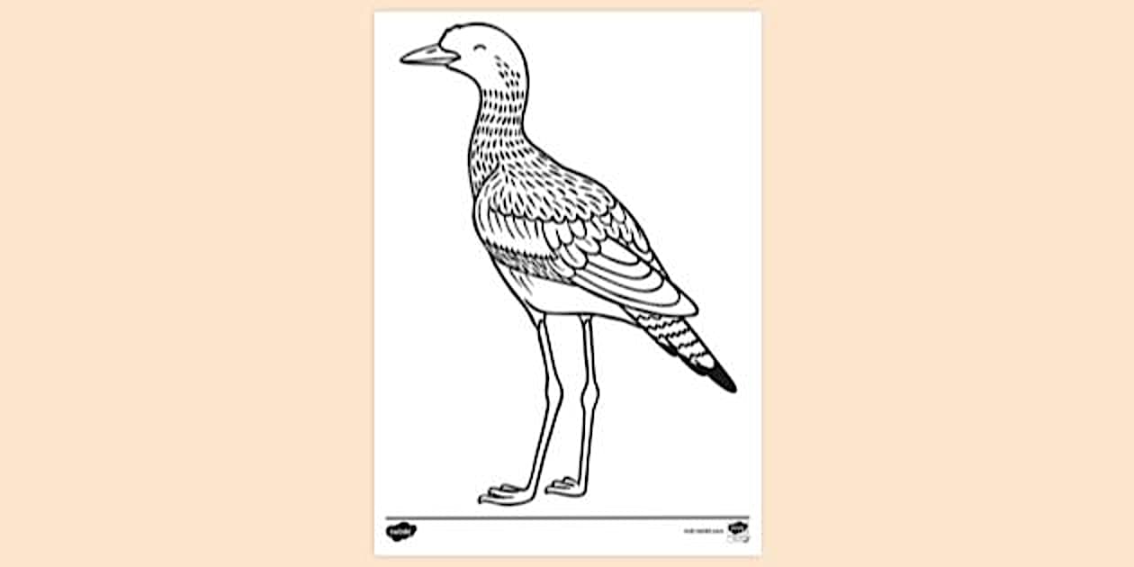 Brush Stone Curlew Colouring Page | Colouring Sheets