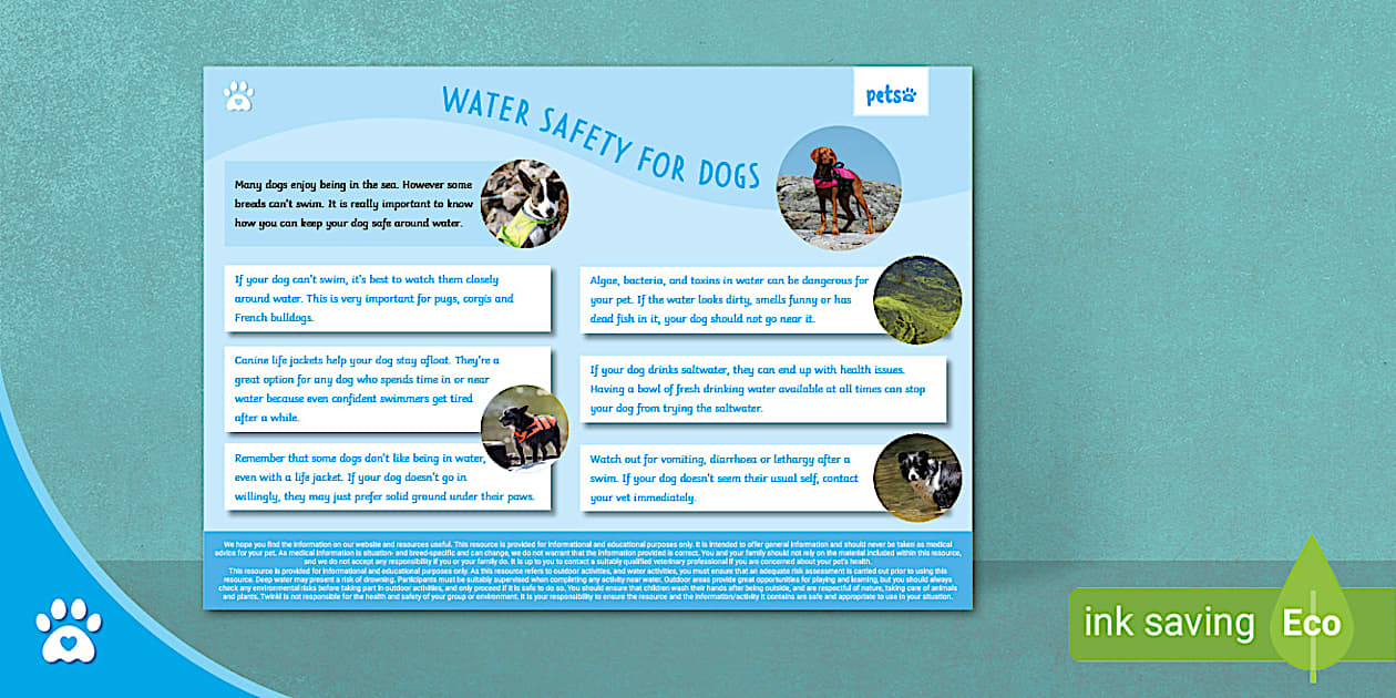 Water Safety for Dogs - Fact Sheet (teacher made) - Twinkl