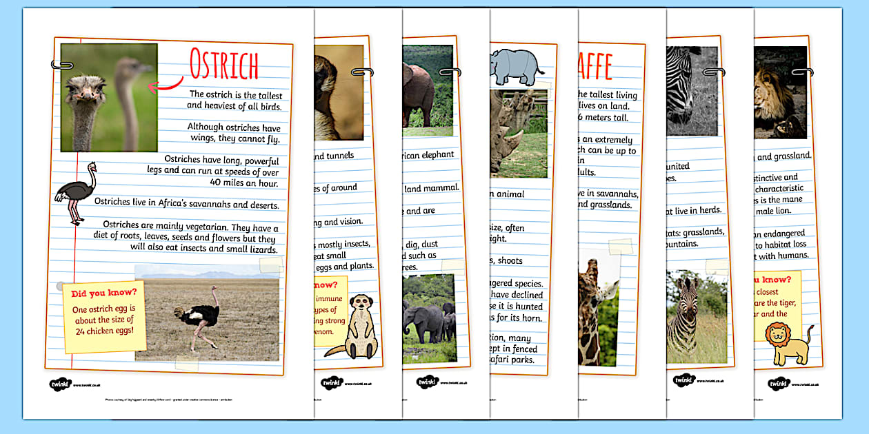 Editable Safari Animal Fact File Display Posters - Twinkl