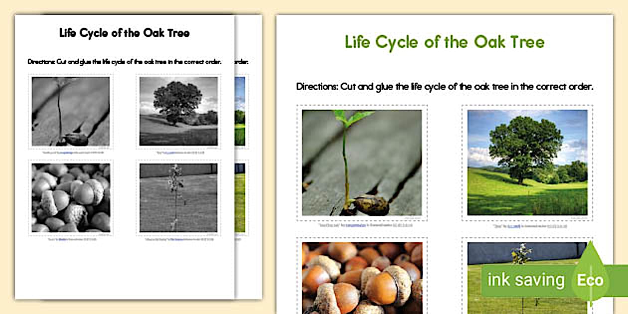 Oak Tree Life Cycle Worksheet | Cut and Glue | Twinkl USA