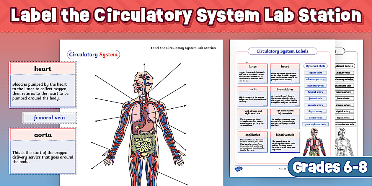Hands-On Label the Circulatory System Lab Station