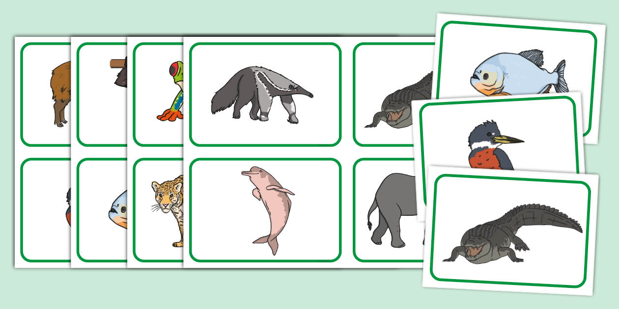 Jungle and Rainforest Animals Picture Cards | Twinkl