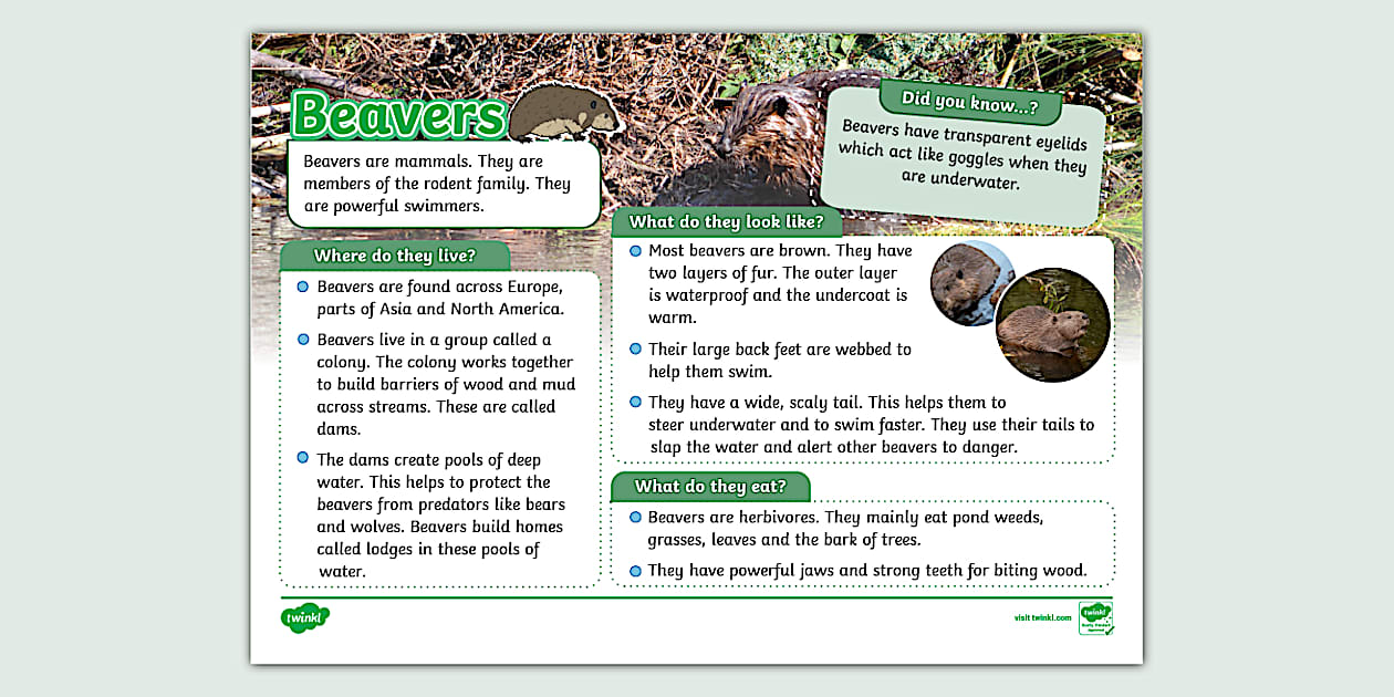KS1 Beaver Fact File | Animals and Wildlife (teacher made)