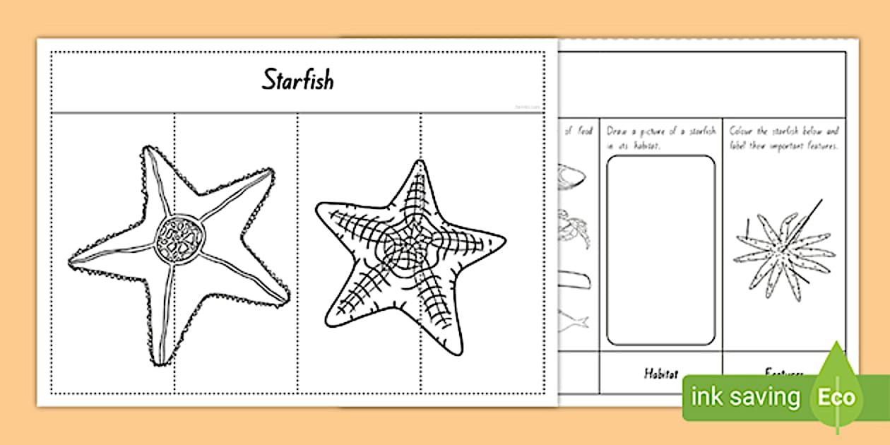 Starfish Flap Book (teacher made) - Twinkl