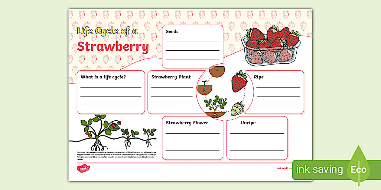 Strawberry Life Cycle Fact File Template (teacher made)