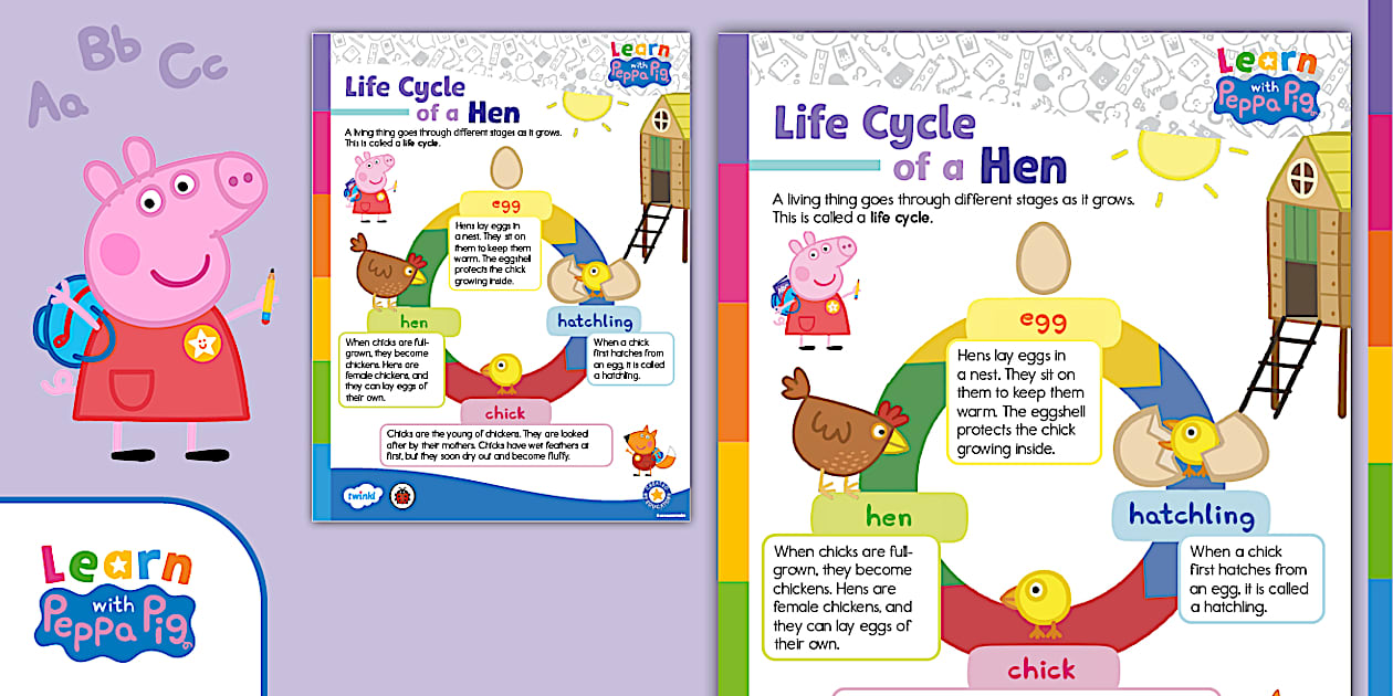FREE! - Peppa Pig: Life Cycle of a Hen Poster (teacher made)