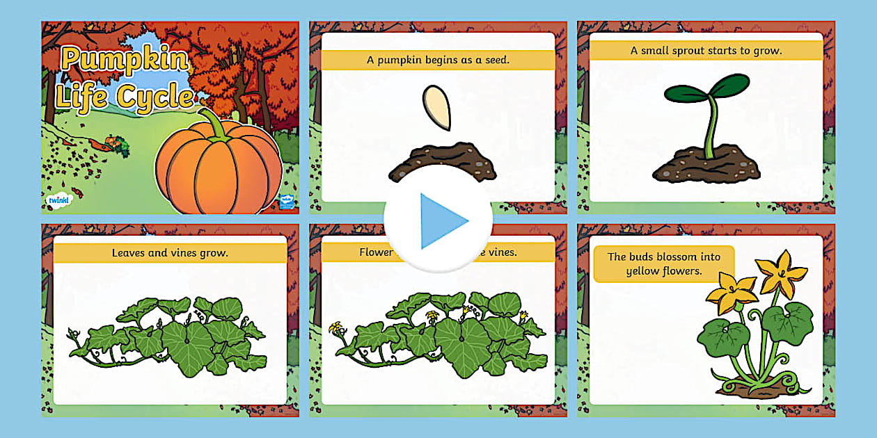 Pumpkin Life Cycle PowerPoint (Teacher-Made) - Twinkl