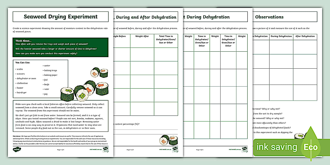 Seaweed Drying Science Activity (teacher made) - Twinkl