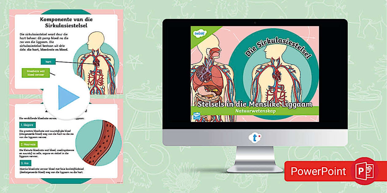 Stelsels in die Menslike Liggaam: Sirkulasiestelsel PowerPoint