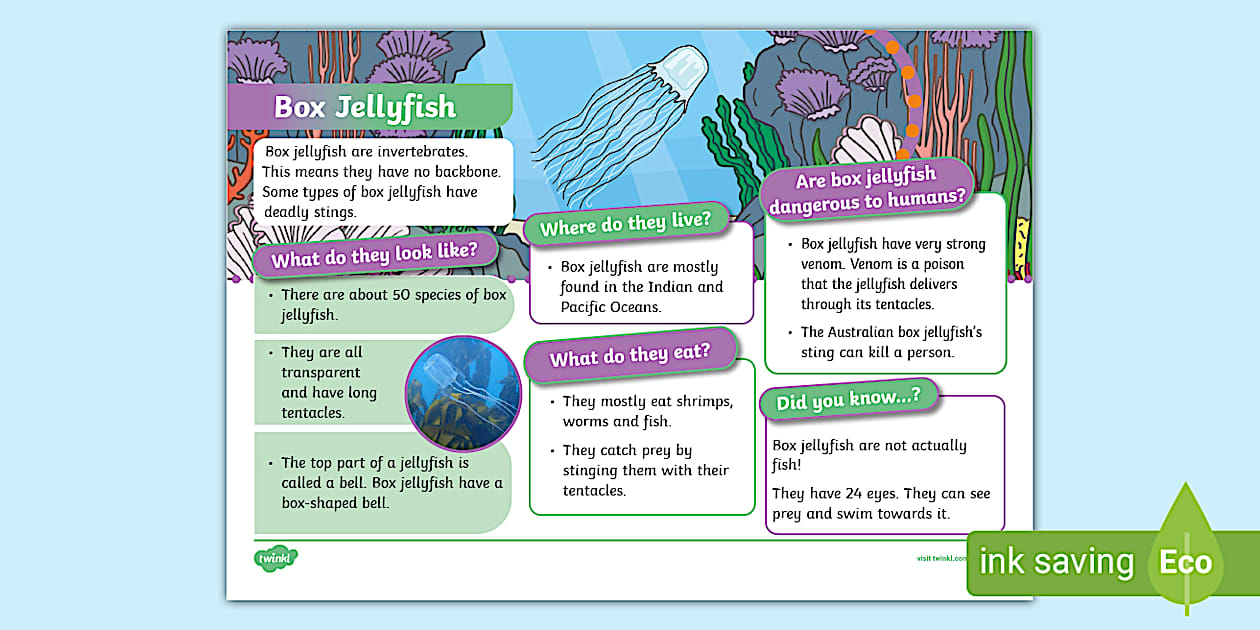 KS1 Box Jellyfish Fact File - Animals - Marine - Twinkl