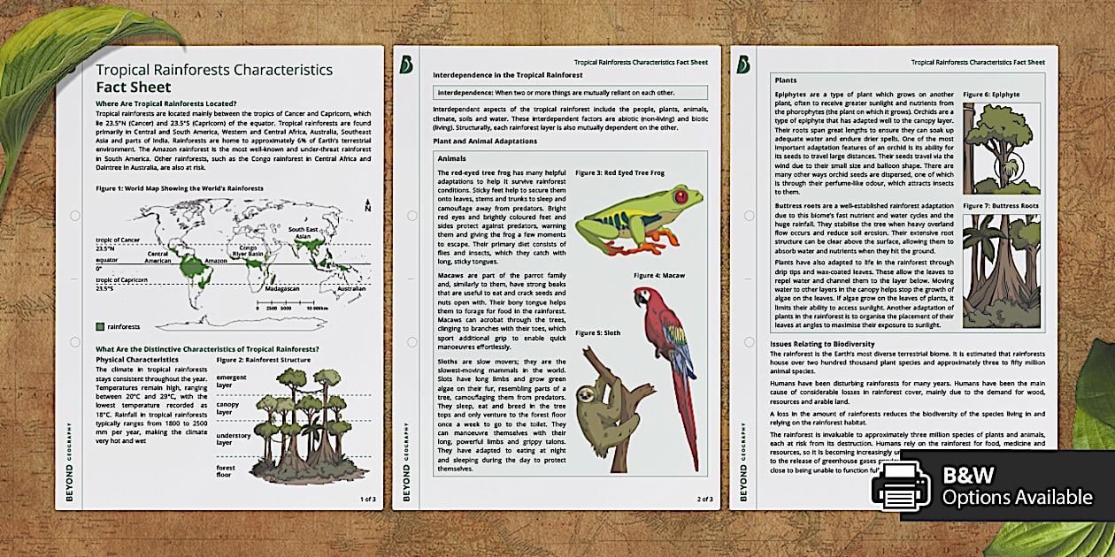 AQA GCSE Tropical Rainforests Characteristics Fact Sheet