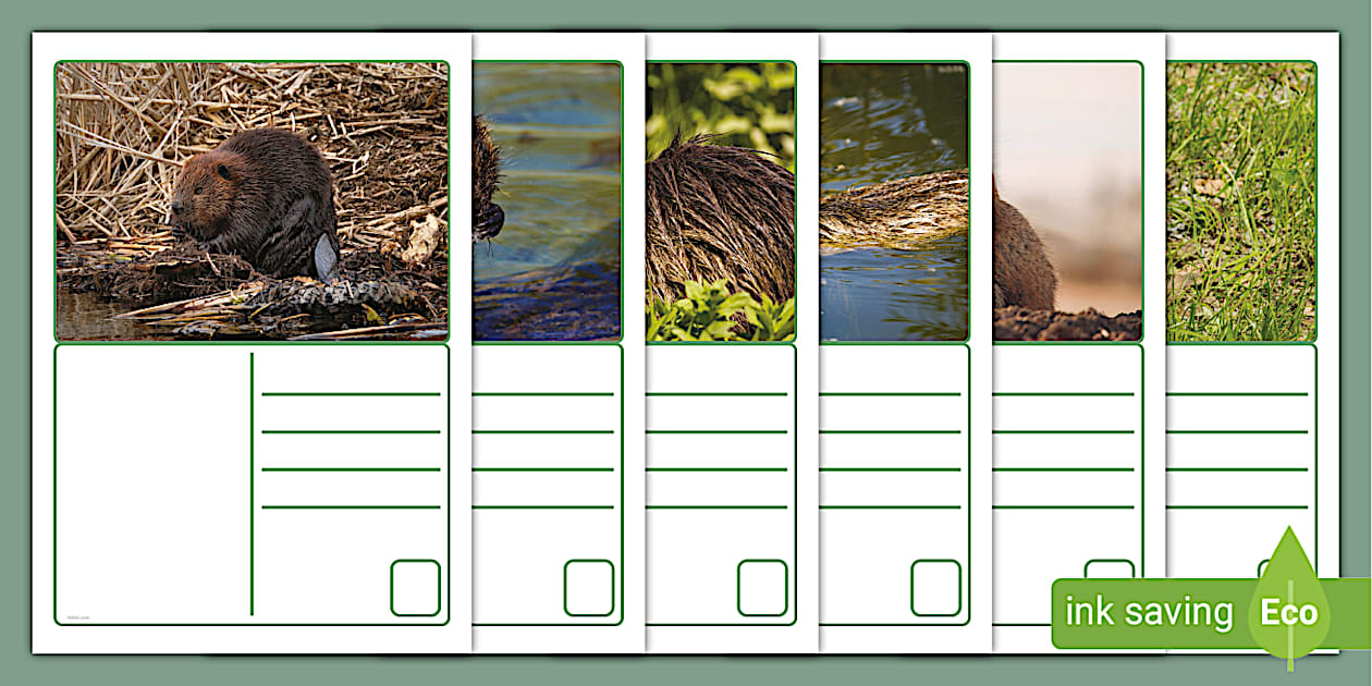 Beaver Postcards | Twinkl Beaver Postcards | Writing Skills
