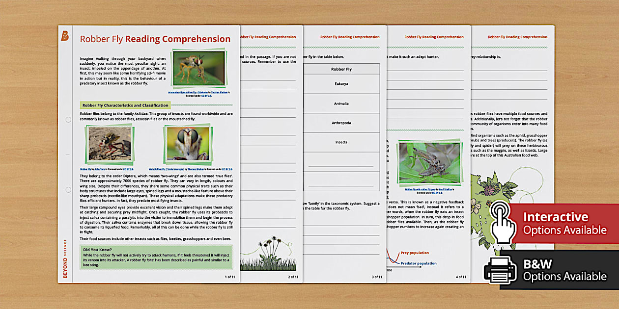 Robber Fly Reading Comprehension (teacher made) - Twinkl